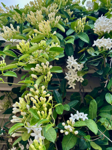 Photo of the Day: Fragrant Stephanotis | News, Sports, Jobs - Maui News
